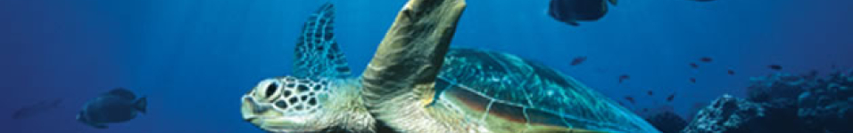 El océano y sus animales | Secretaría de Cultura, Recreación y Deporte